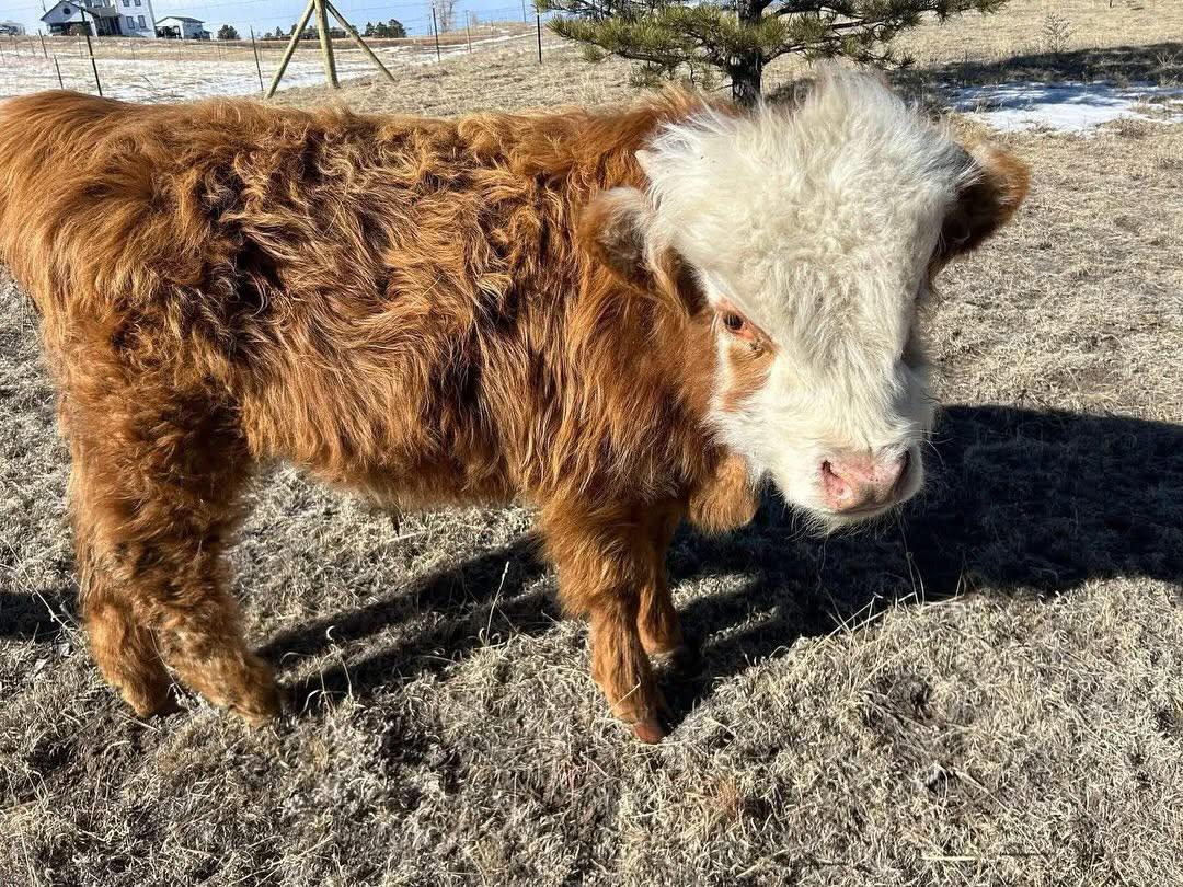 Pinky – Miniature Highland Cows For Adoption