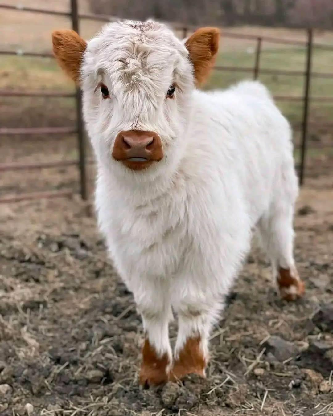 Ruben – Miniature Highland Cows For Adoption