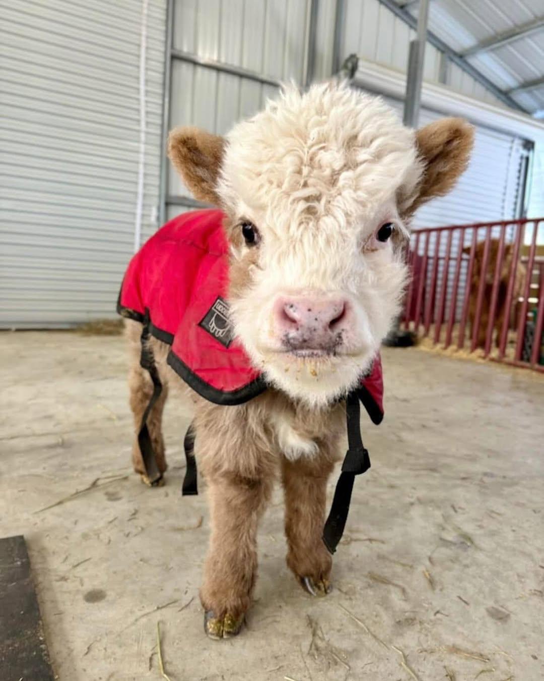 Ena – Miniature Highland Cows For Adoption