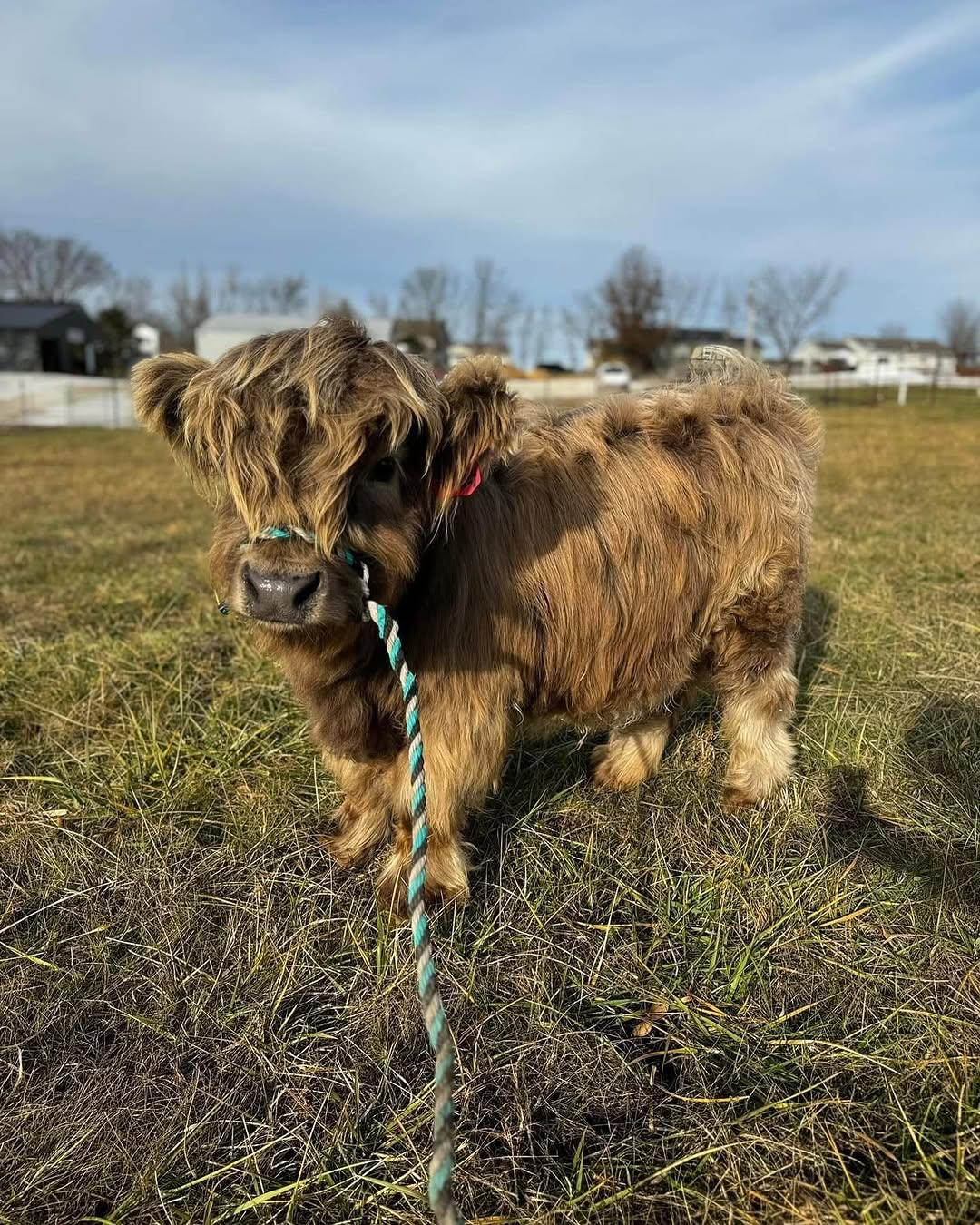 Mary – Miniature Highland Cows For Adoption