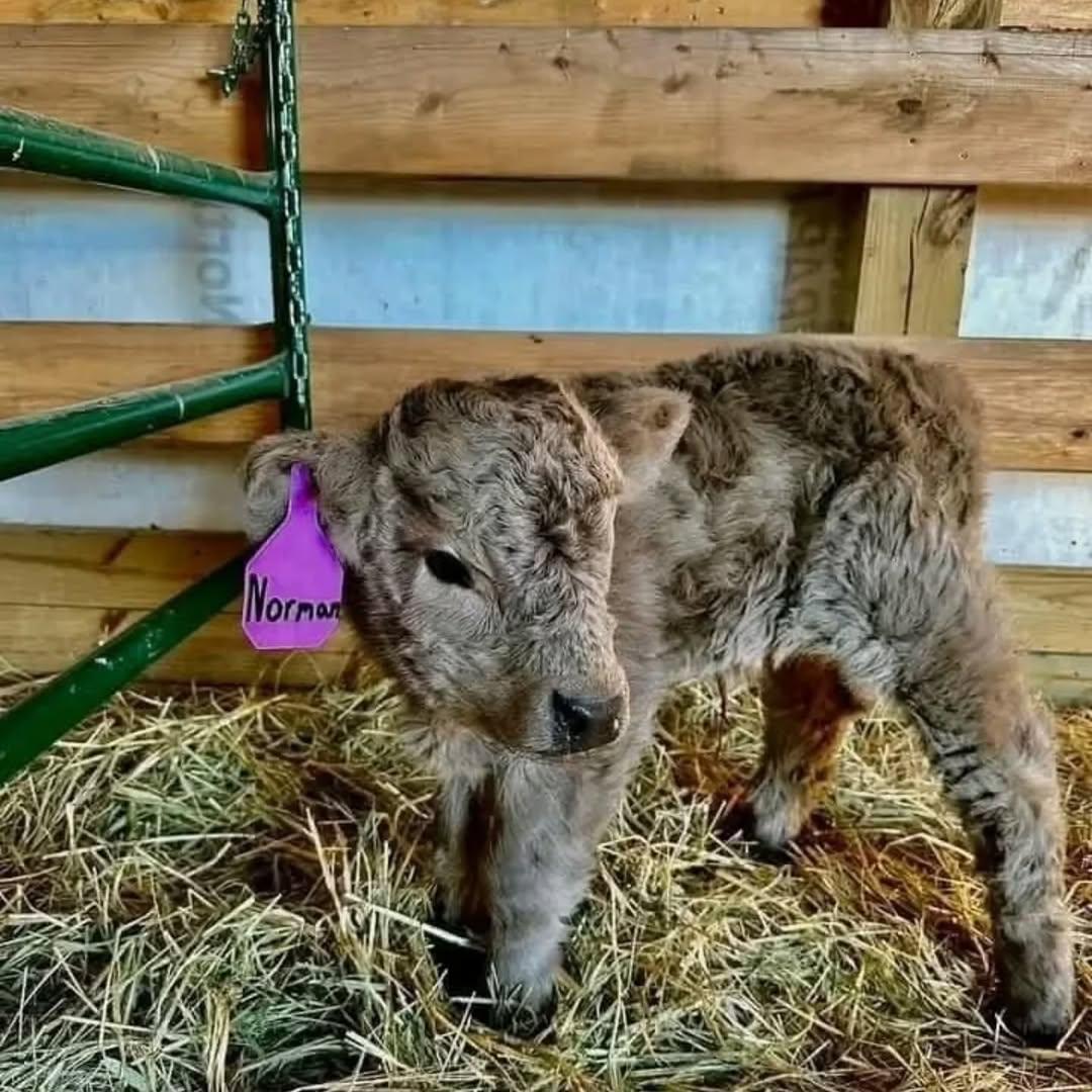 Brat – Miniature Highland Cows For Adoption