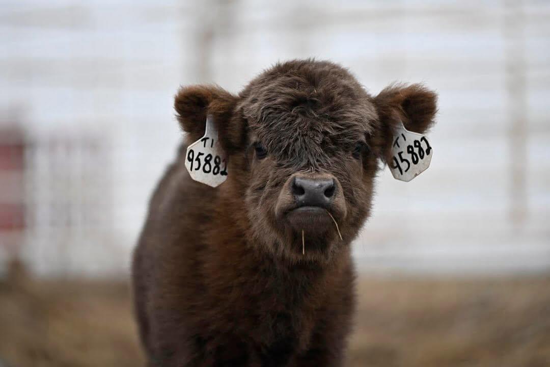 Madona – Miniature Highland Cows For Adoption