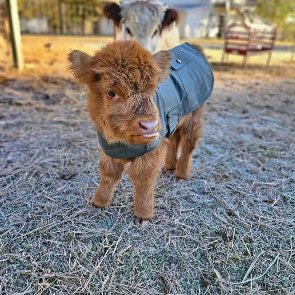 Dave – Miniature Highland Cows For Adoption