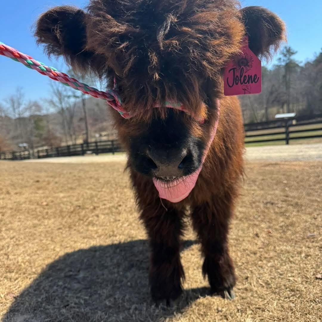 Ferdinard – Miniature Highland Cows For Adoption