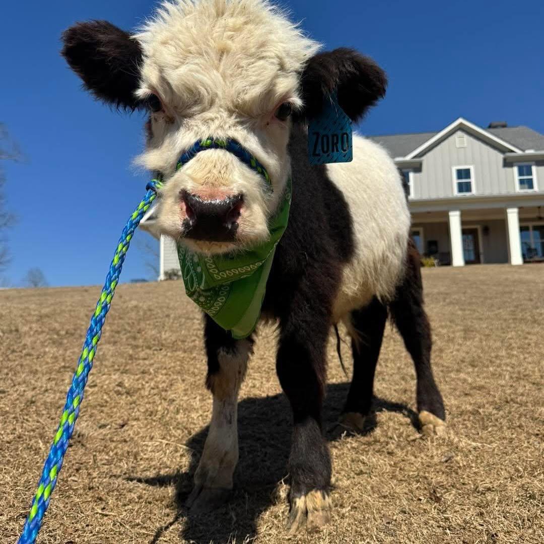 Zoro – Miniature Highland Cows For Adoption