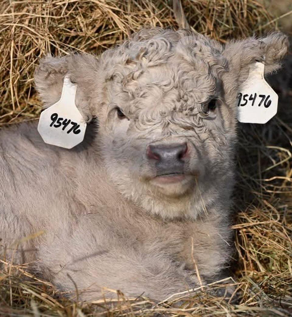 Bell – Miniature Highland Cows For Adoption