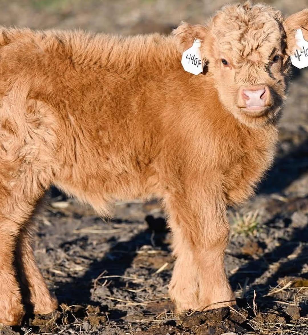 Rose – Miniature Highland Cows For Adoption
