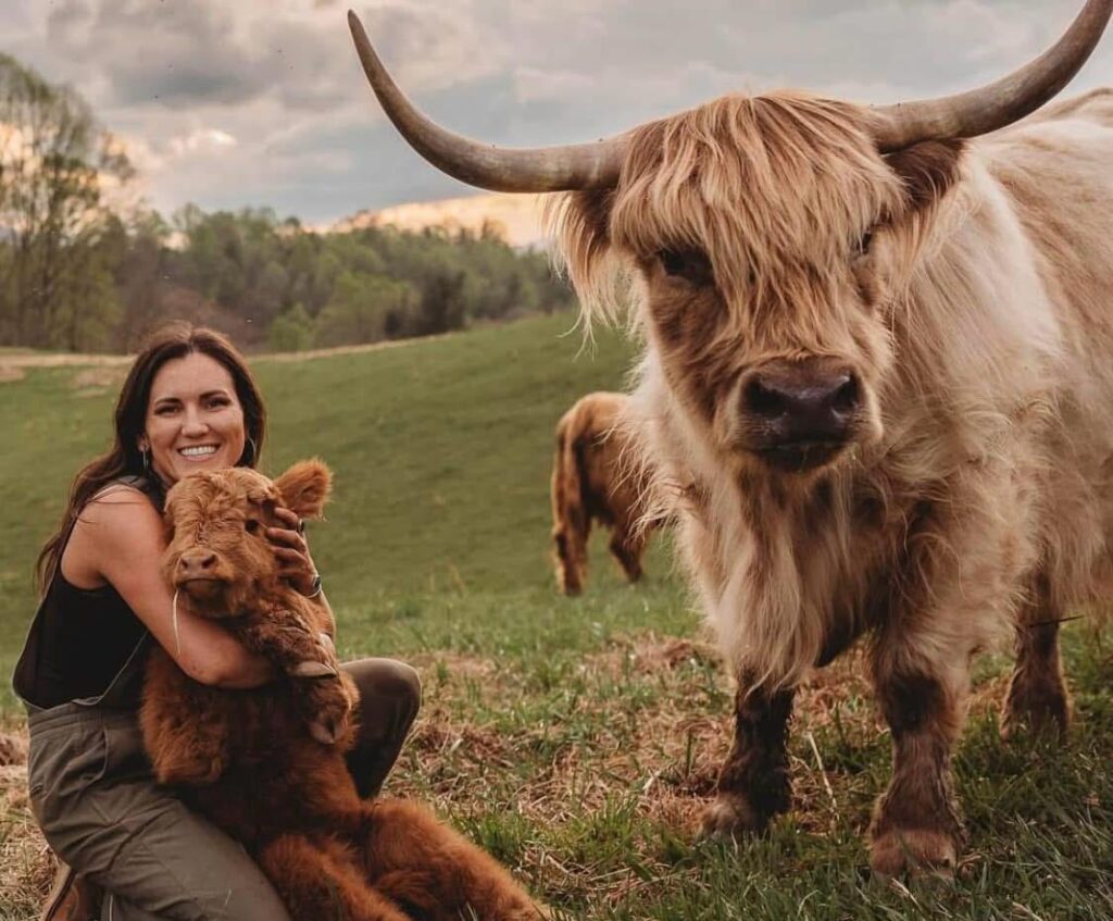 About Us – Miniature Highland Cows For Adoption